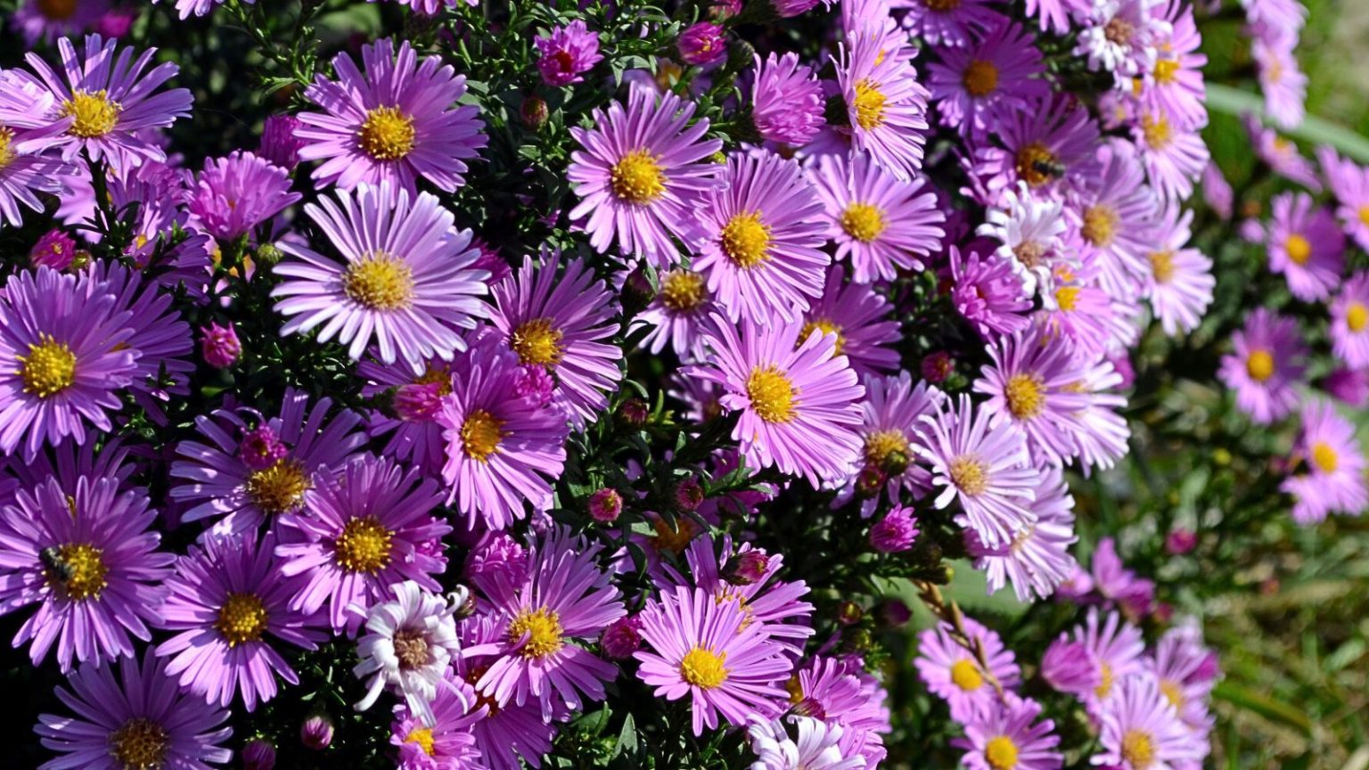 14 Filler Plants To Add Depth And Dimension To Sparse Flowerbeds