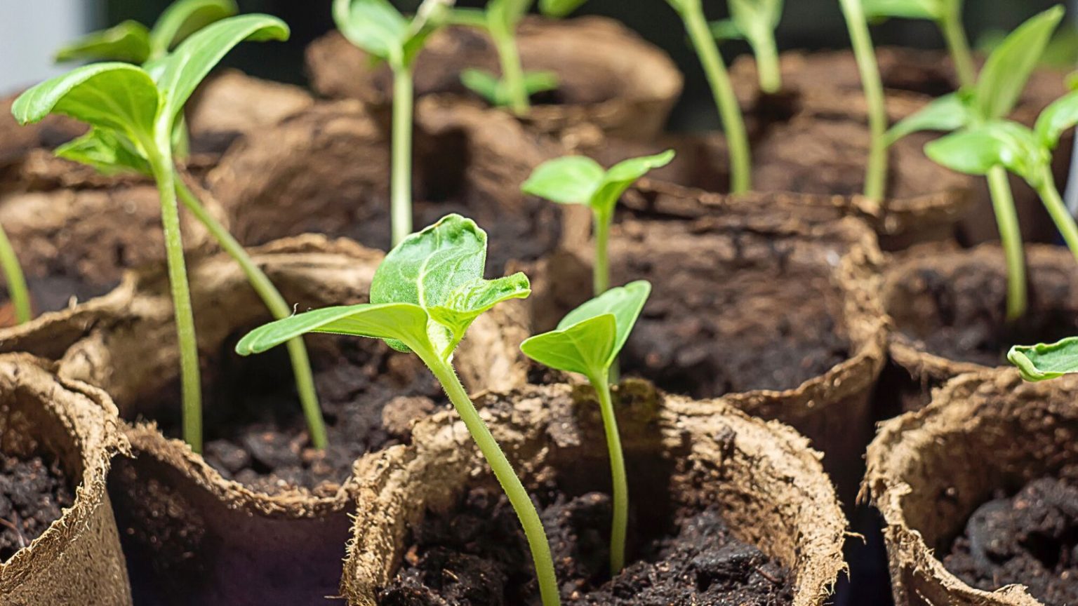 Best Places To Buy Garden Seeds Online