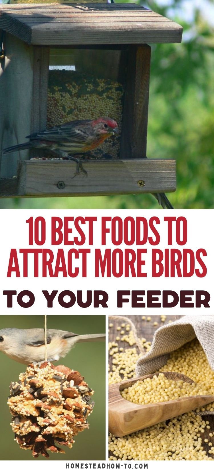 10 Best Foods To Attract More Birds To Your Feeder