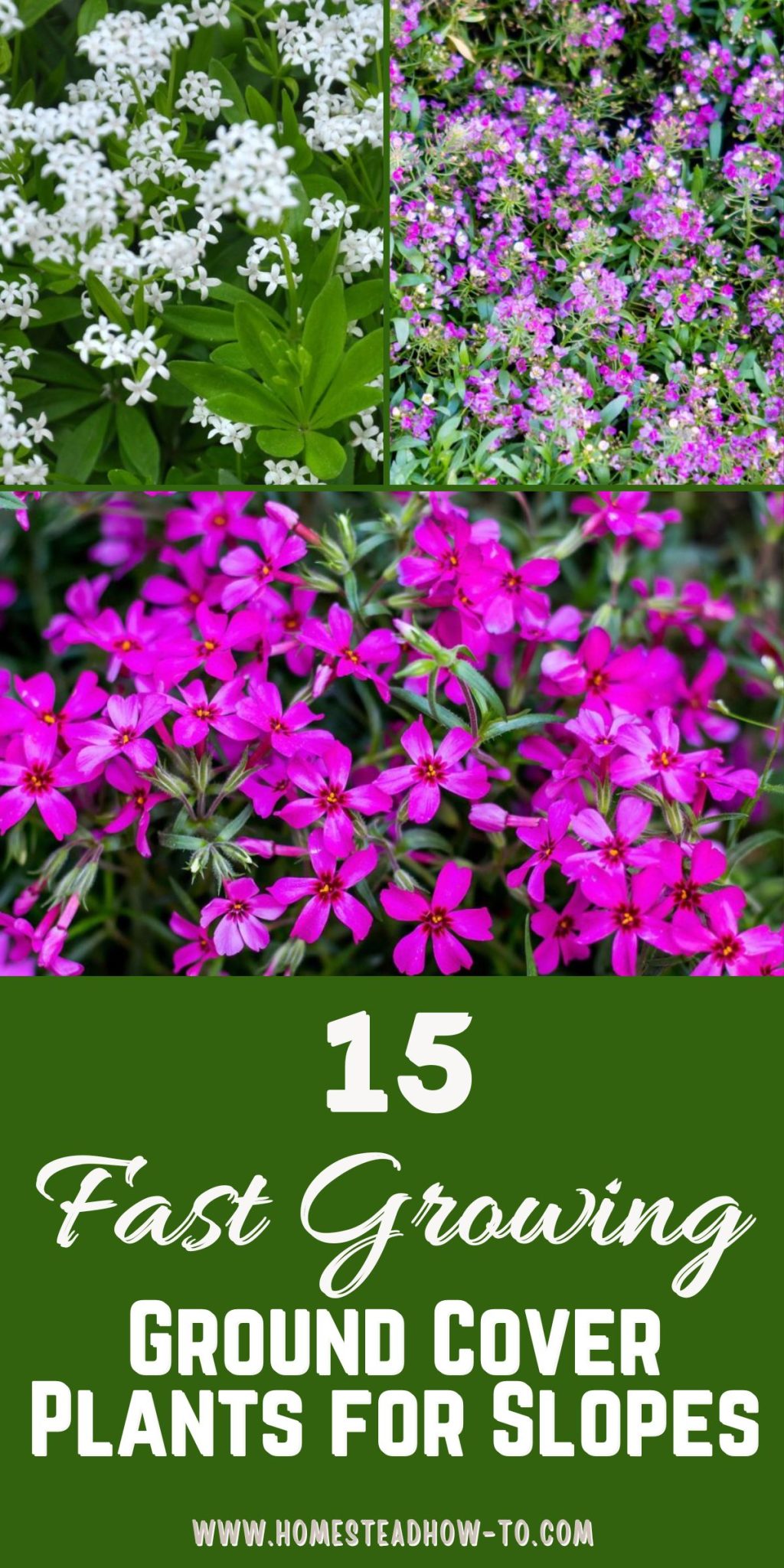 15 Fast Growing Ground Cover Plants For Slopes