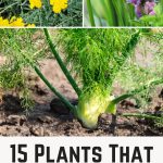 15 Plants That Can Peacefully Coexist With Fennel