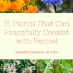 15 Plants That Can Peacefully Coexist With Fennel