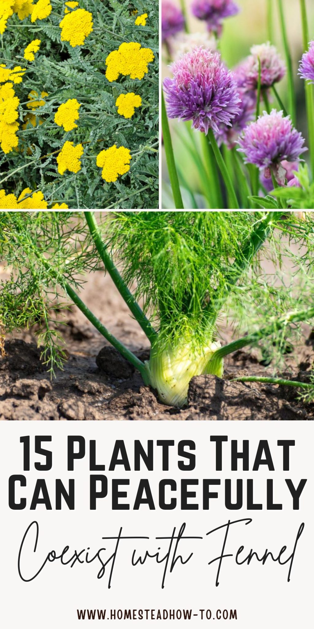 15 Plants That Can Peacefully Coexist With Fennel