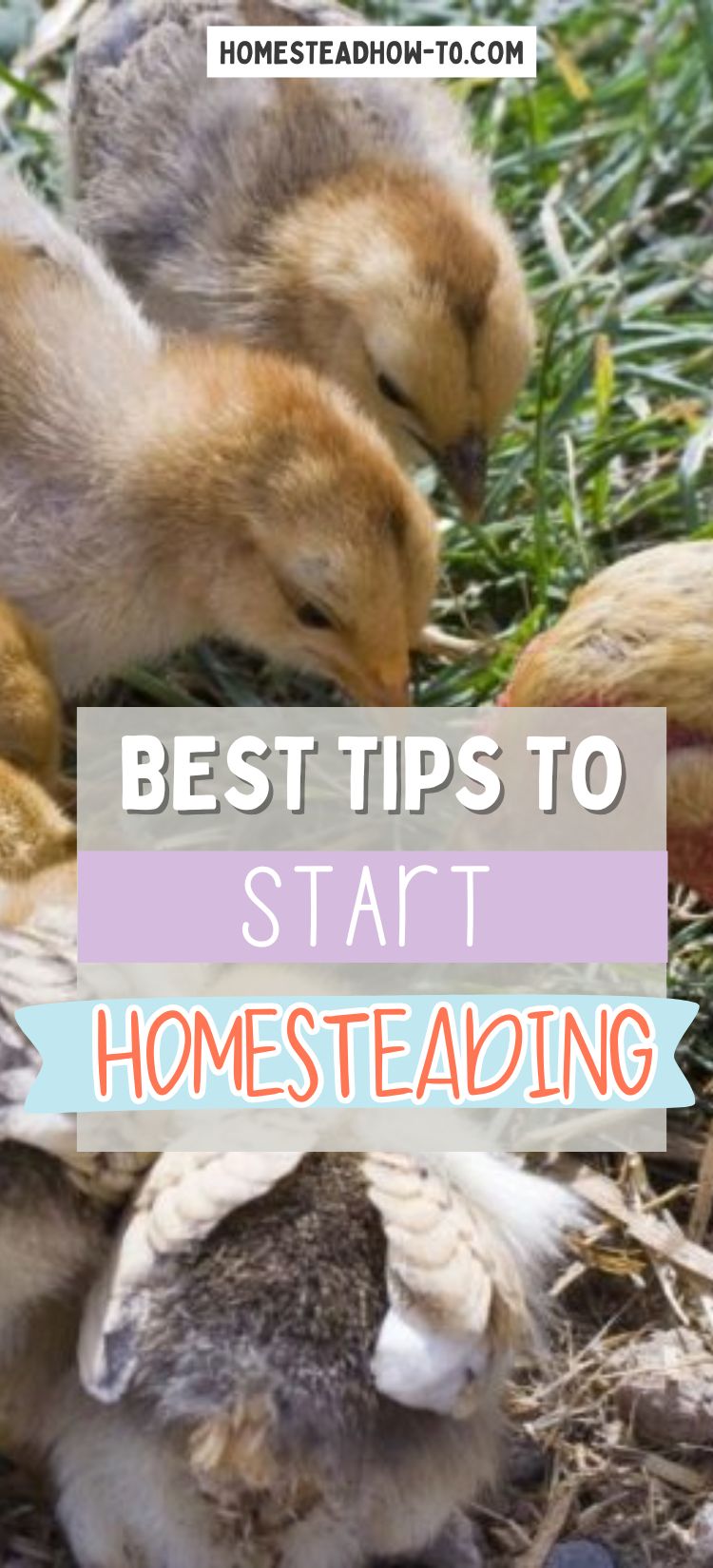 A Beginner's Guide To Homesteading