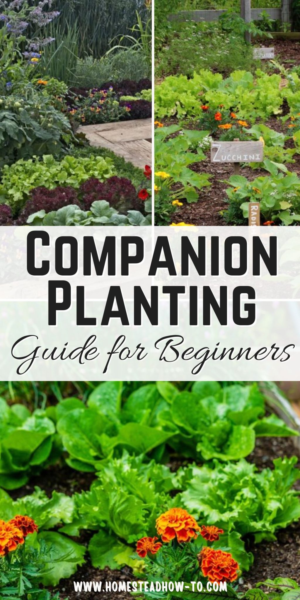Companion Planting Guide Companion Planting Guide | First Tunnels