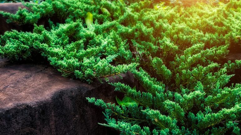 16 Tough Plants That Can Take Nearly Anything Nature Throws At Them