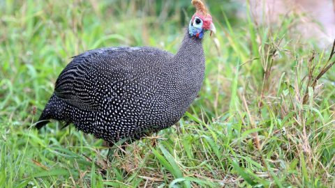 11 Types Of Farm Birds To Raise For Meat, Eggs, And Profit