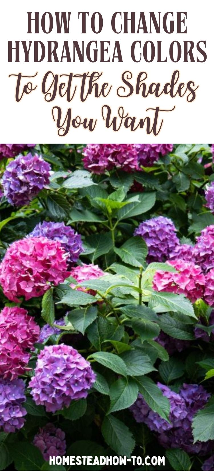 How To Change Hydrangea Colors To Get The Shades You Want