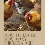 How To Decide How Many Chickens Are Right For You