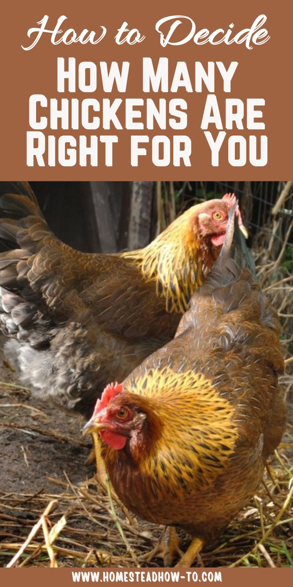 How To Decide How Many Chickens Are Right For You