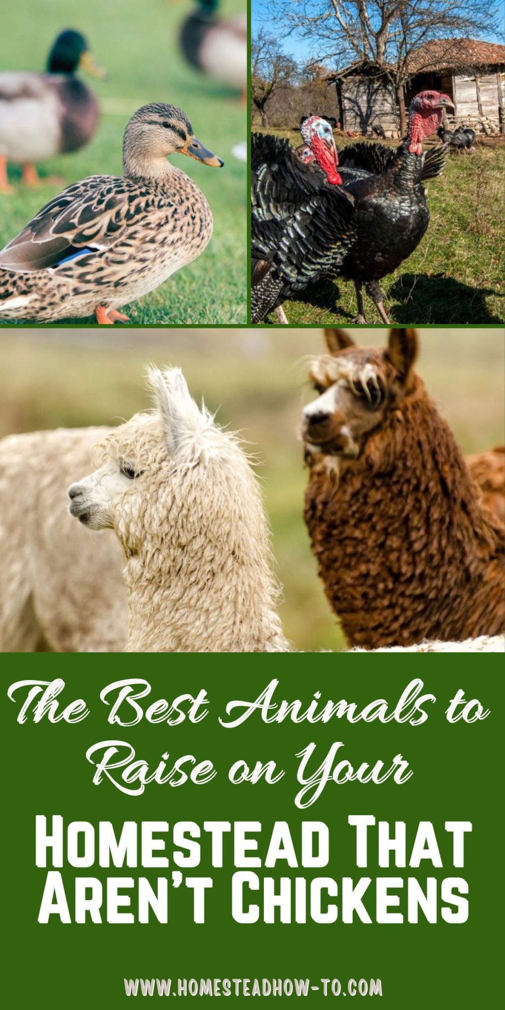 The Best Animals to Raise on Your Homestead That Aren’t Chickens ...