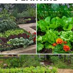 Companion Planting Guide For Beginners