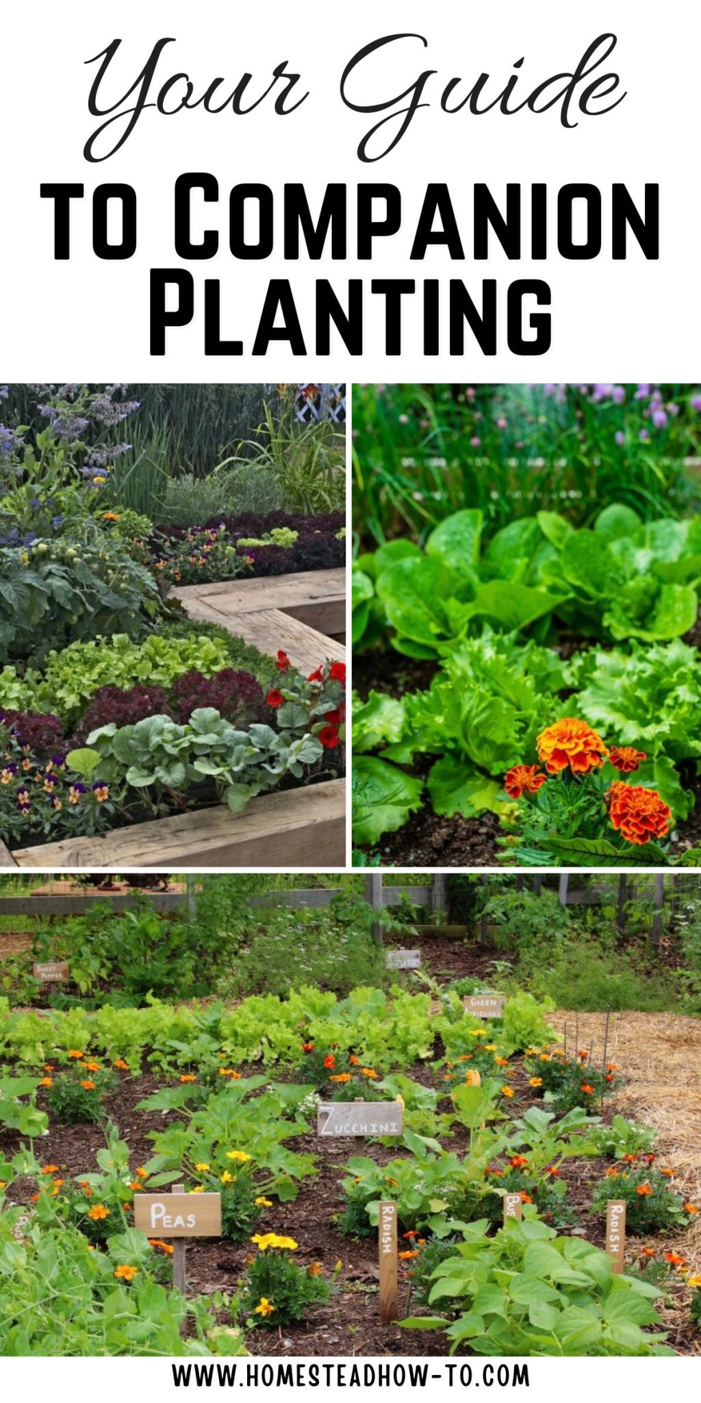 Companion Planting Guide For Beginners