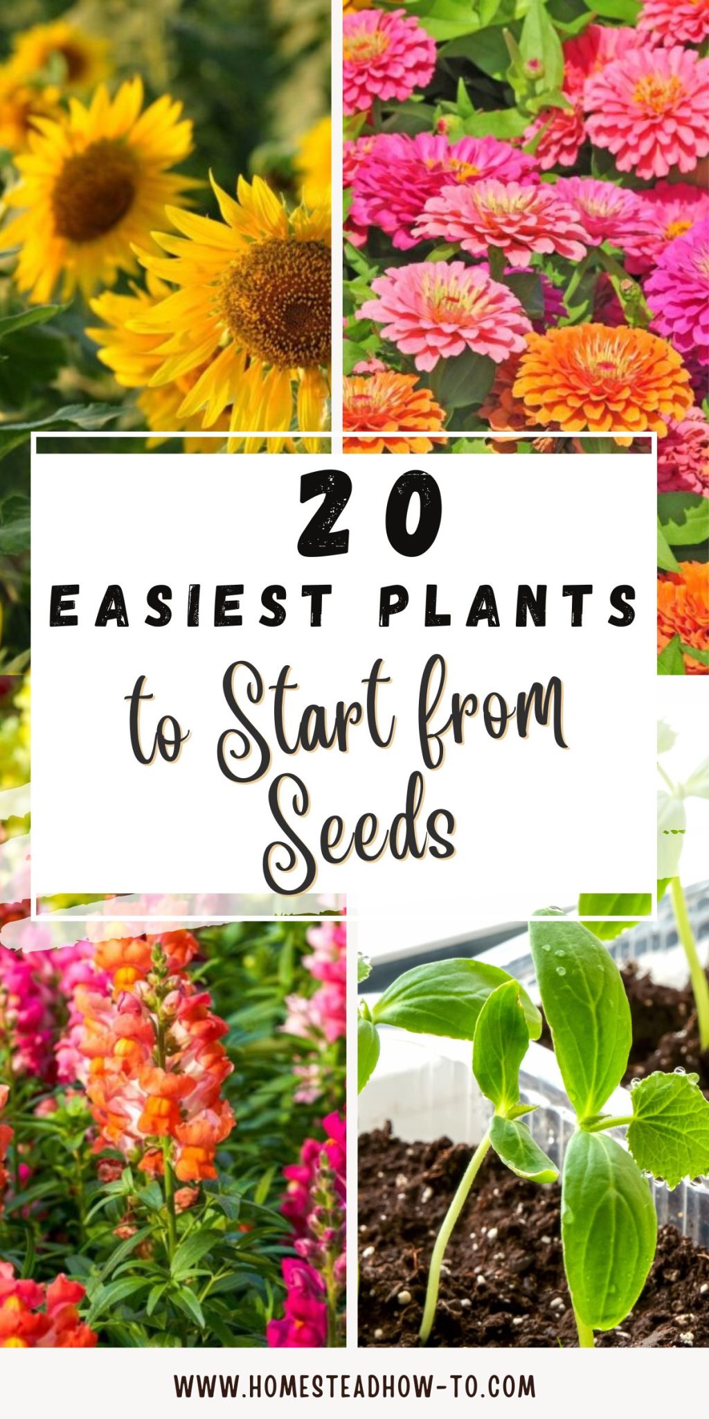 20 Plants That Are Easy To Grow From Seeds