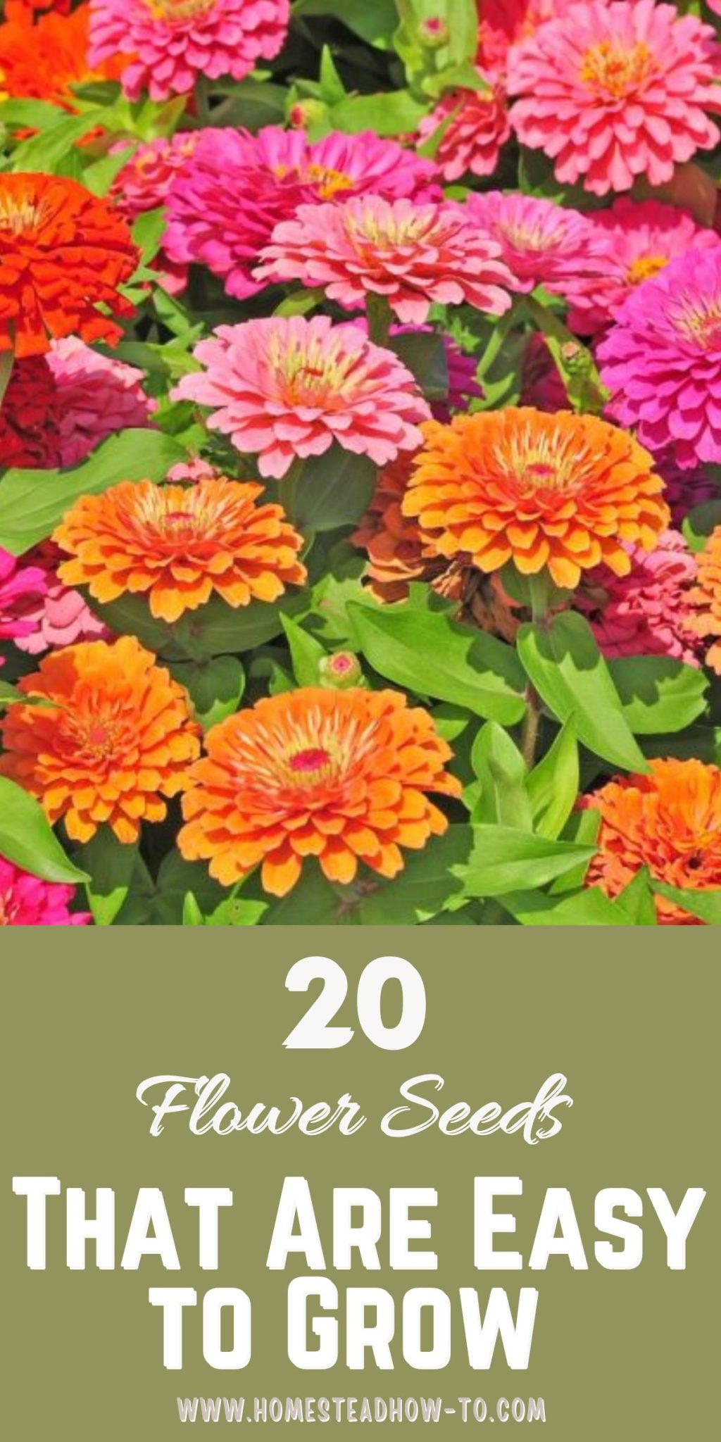 20 Plants That Are Easy To Grow From Seeds