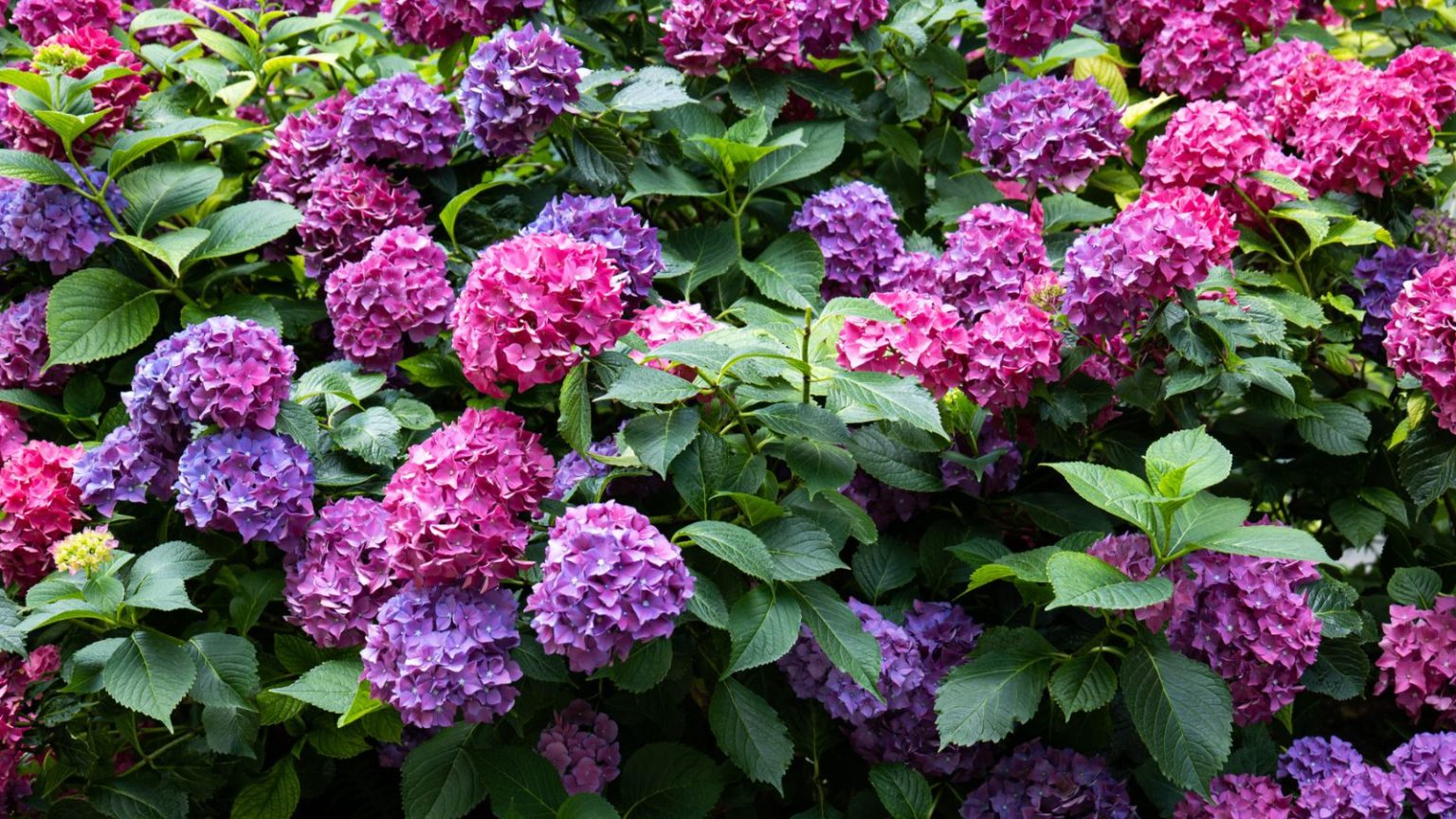 Pretty Pink Shrubs That’ll Make Your Garden Blush In The Best Way