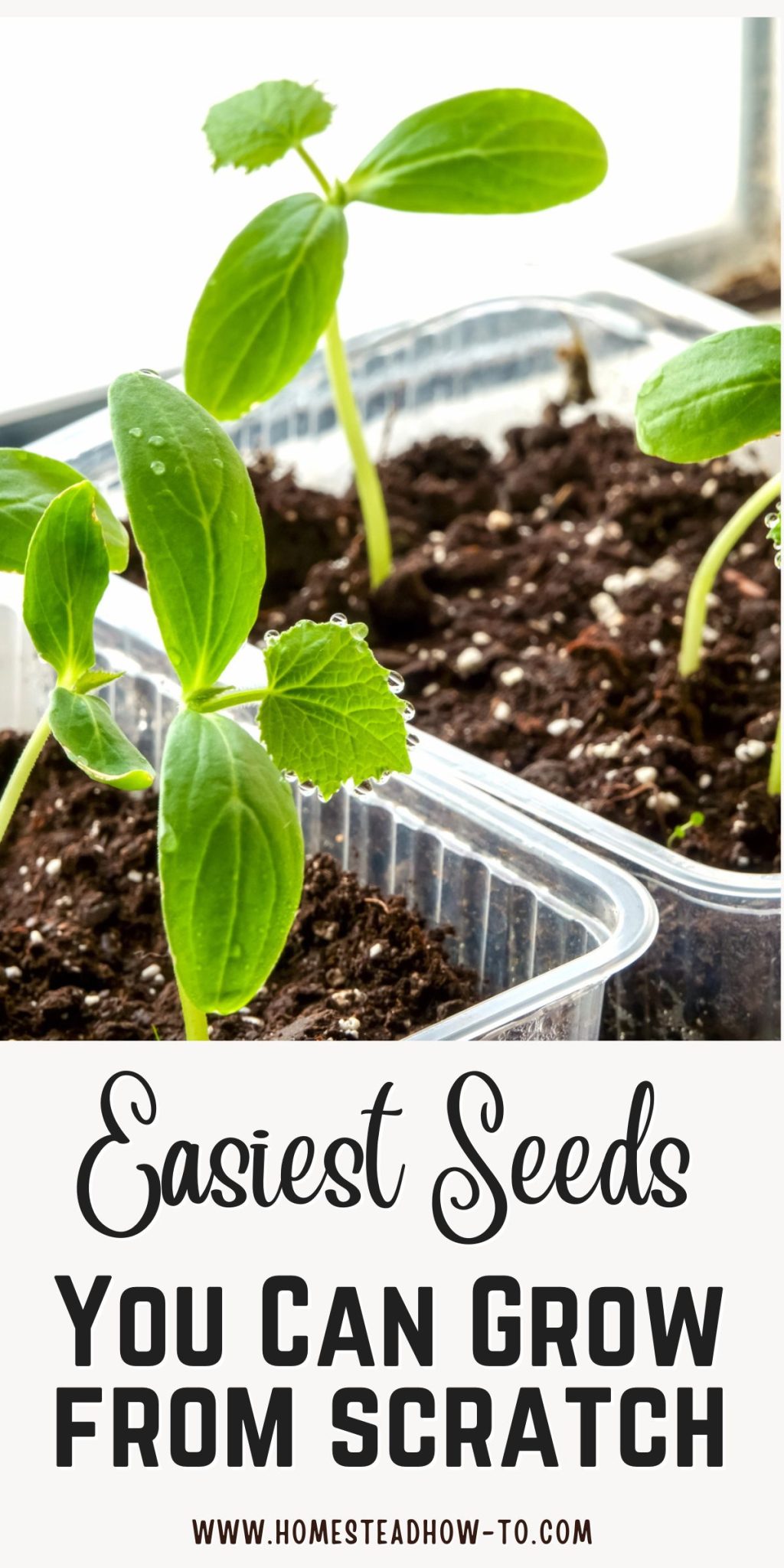 20 Plants That Are Easy To Grow From Seeds