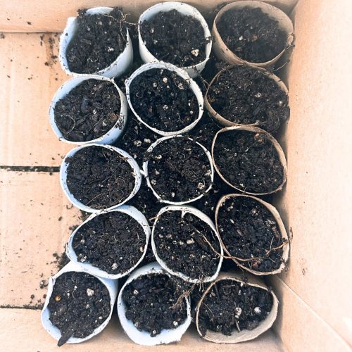 How To Make Toilet Paper Roll Seed Starters
