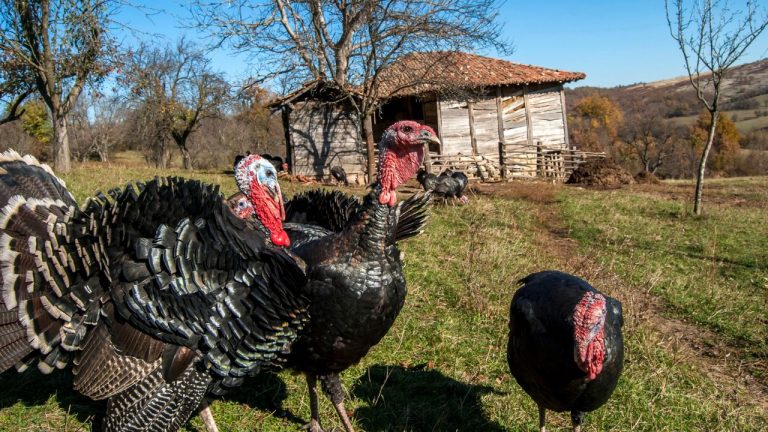 The Best Animals To Raise On Your Homestead That Aren't Chickens