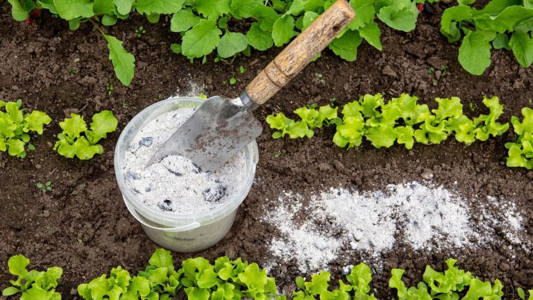 How To Put Wood Ash To Work In The Garden
