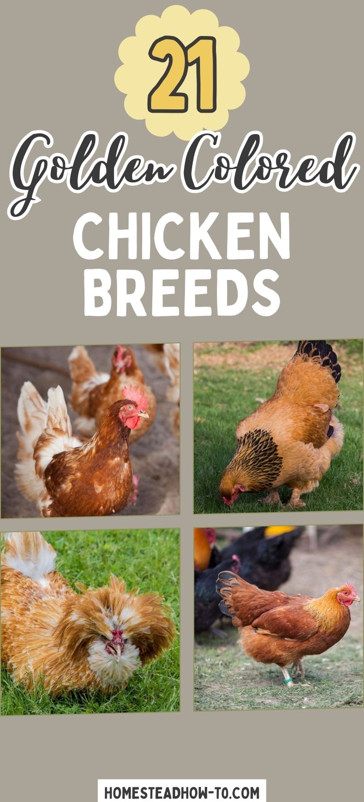 21 Golden Breeds Of Chicken For Your Backyard Coop