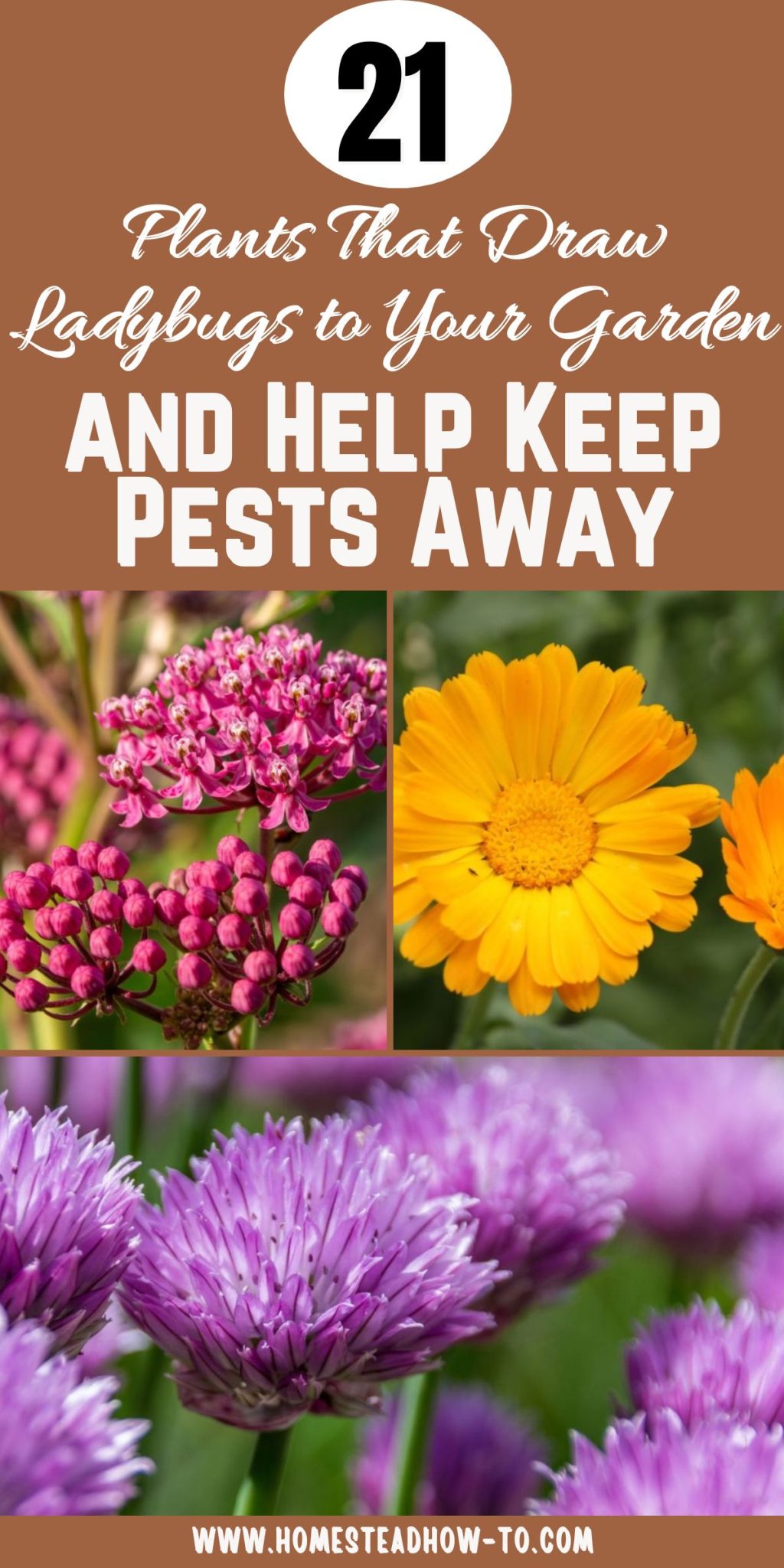 21 Plants That Draw Ladybugs To Your Garden—and Help Keep Pests Away