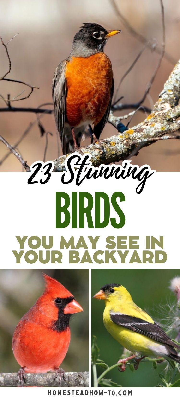 23 Stunning Birds You May See In Your Backyard