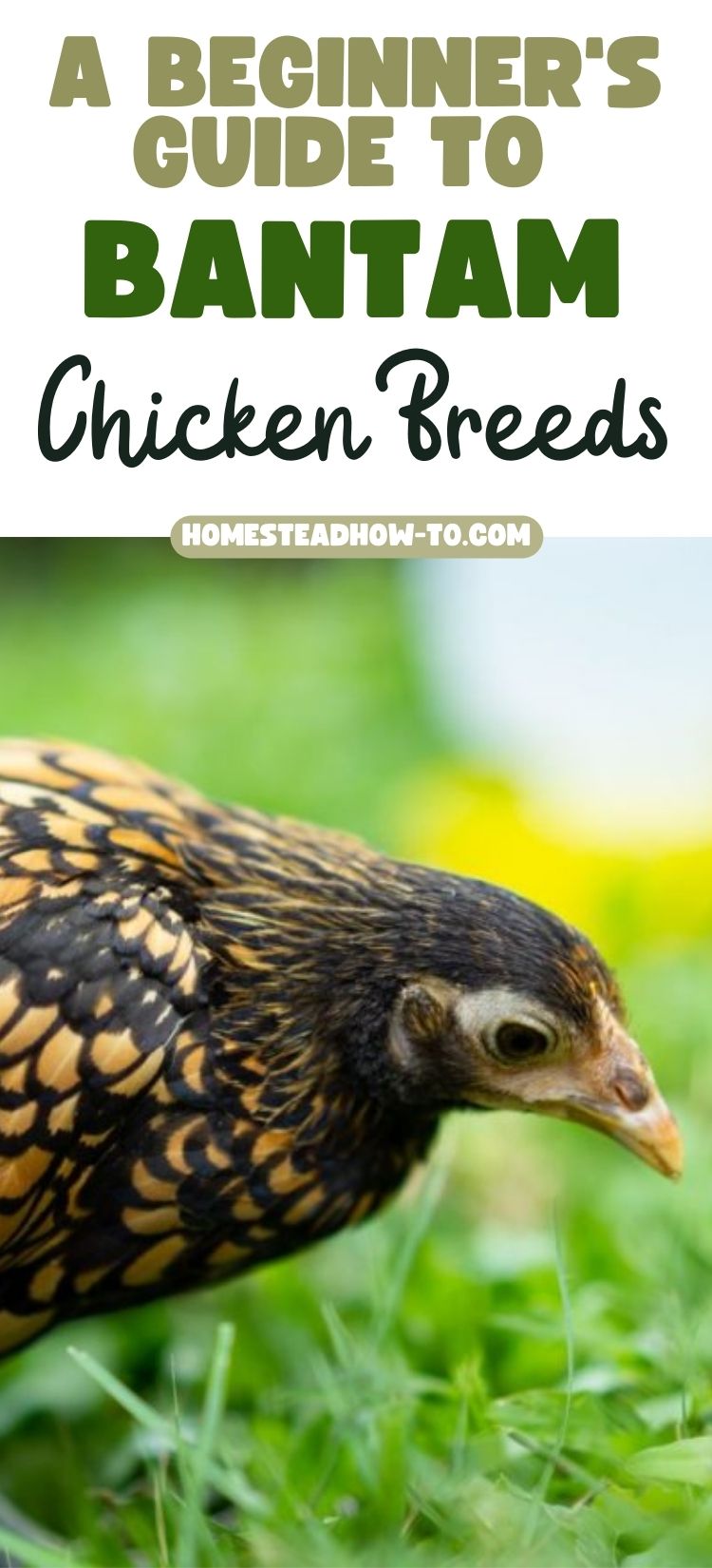 A Guide To Bantam Chicken Breeds