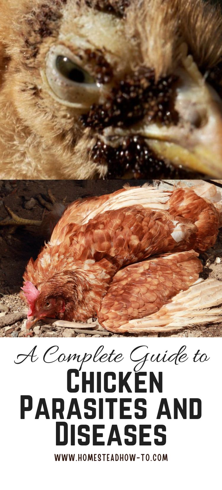 A Complete Guide To Chicken Parasites And Diseases