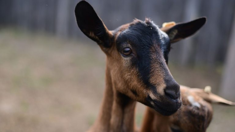 17 Best Goat Breeds To Raise For Milk, Meat, Or Companionship
