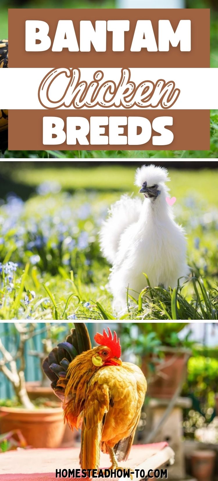 A Guide To Bantam Chicken Breeds