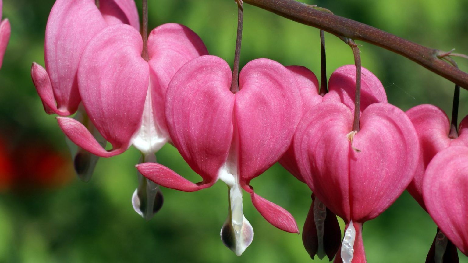 16 Flowers That Bloom In Early Spring For A Stunning Garden Display