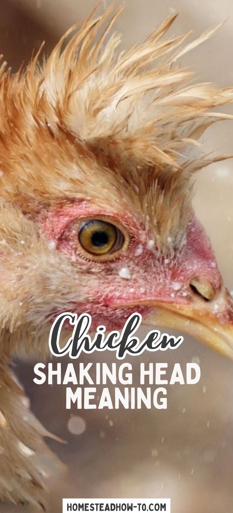 Chicken Shaking It’s Head? Reasons Why Chickens Shake Their Heads