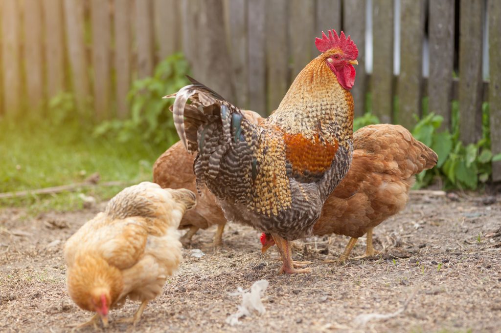 Do Chickens Pee Or Uric Acid? Discover How Birds Excrete Waste In 2025