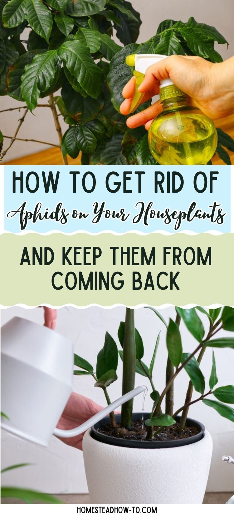 How To Get Rid Of Aphids On Your Houseplants—And Keep Them From Coming Back