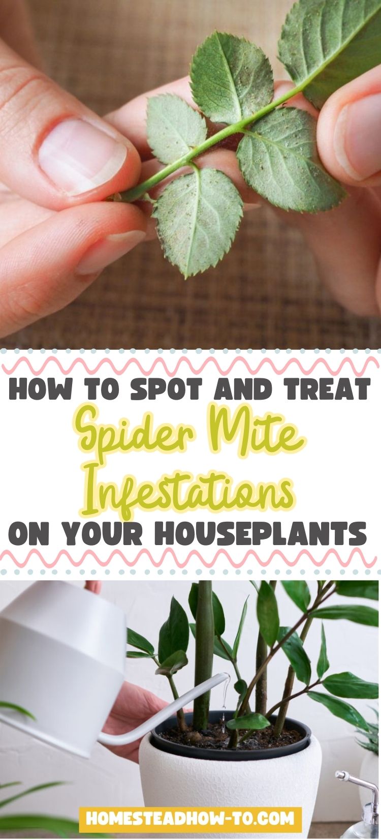 How To Spot And Treat Spider Mite Infestations On Your Houseplants