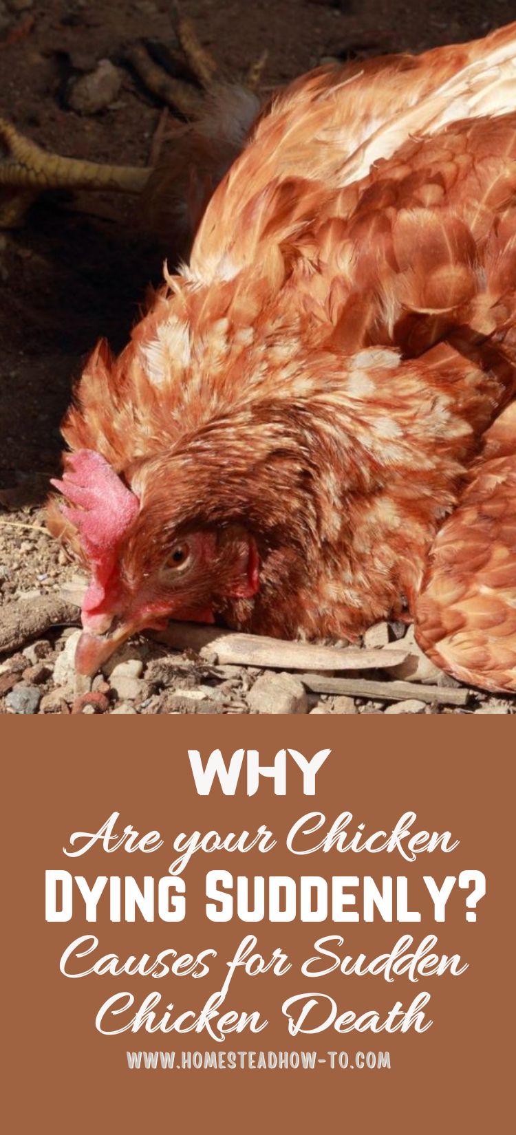 Why Are Your Chickens Dying Suddenly? Causes For Sudden Chicken Death