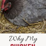 Why Is My Chicken Bleeding From Her Vent?