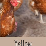 21 Golden Breeds Of Chicken For Your Backyard Coop