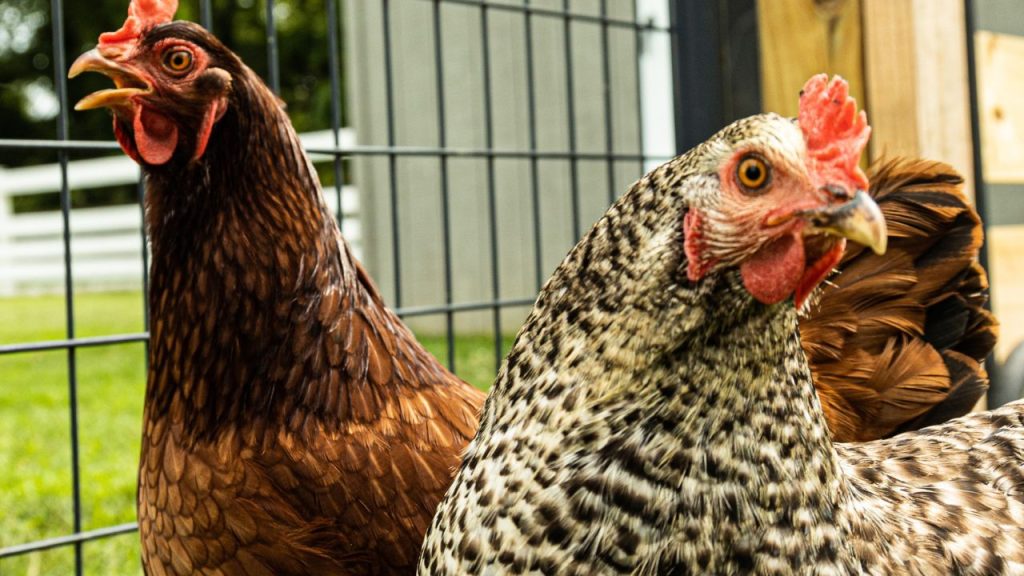 Why Is My Chicken Squeaking? Causes And How To Help