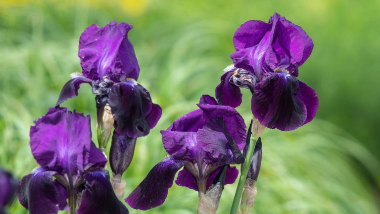 18 Deep Purple Plants That Will Add Bold Drama To Your Garden