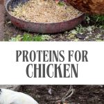 13 Superfoods To Feed Your Chickens For More Protein