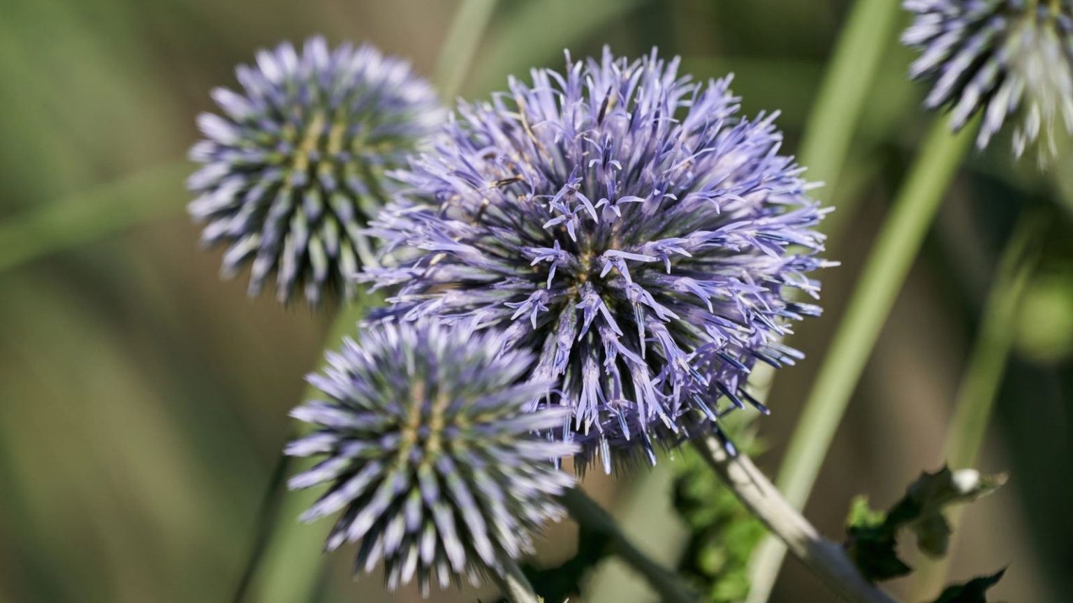 15 Tough As Nails Perennials That’ll Thrive In The Worst Conditions
