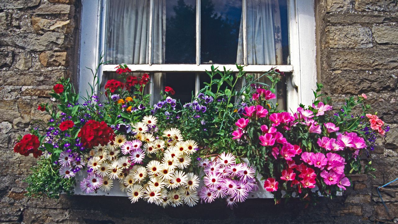 12 Herbs To Grow In Your Shallow Window Boxes