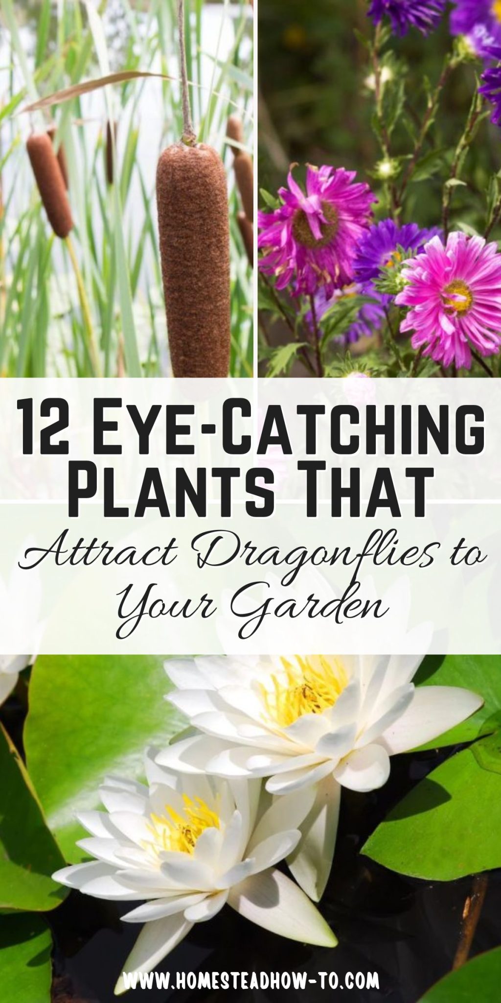 12 Eye-Catching Plants That Attract Dragonflies To Your Garden