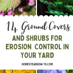 14 Ground Covers And Shrubs For Erosion Control