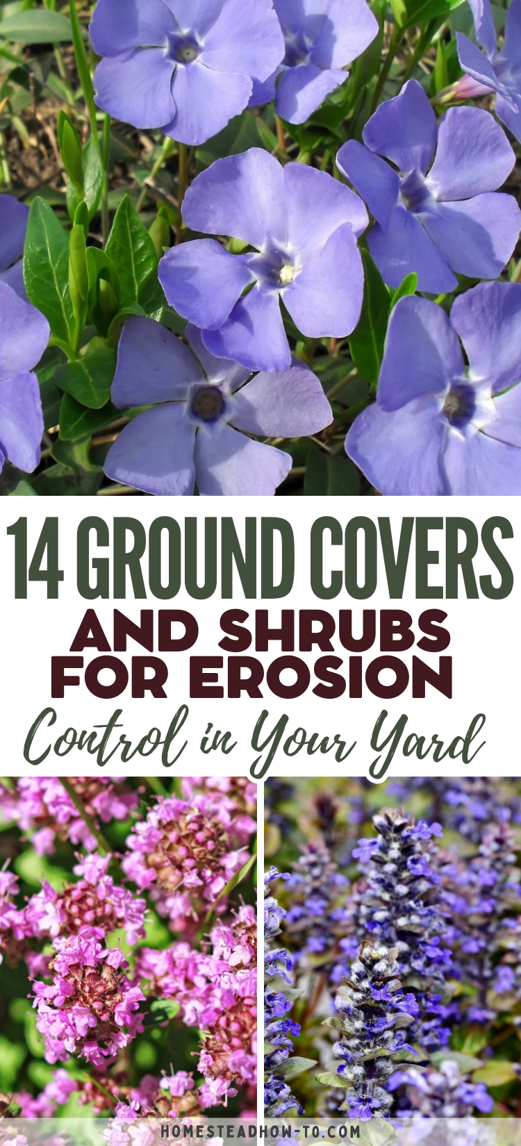 14 Ground Covers And Shrubs For Erosion Control