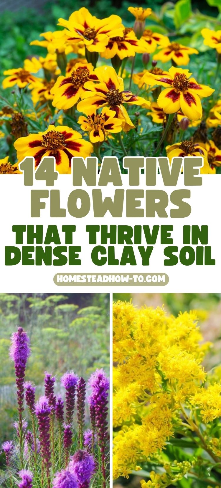 14 Native Flowers That Thrive In Dense Clay Soil