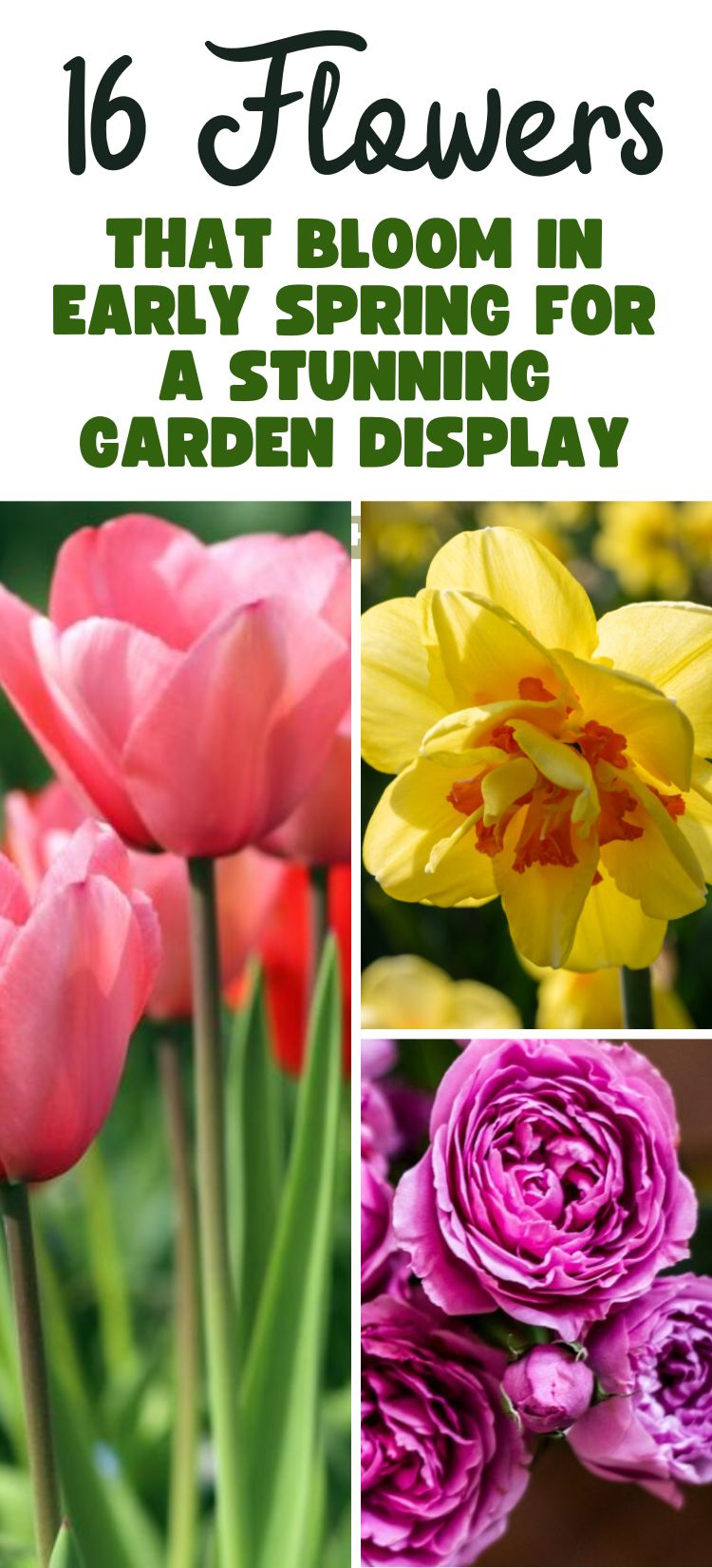 16 Flowers That Bloom In Early Spring For A Stunning Garden Display
