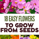18 Easy Flowers To Grow From Seeds